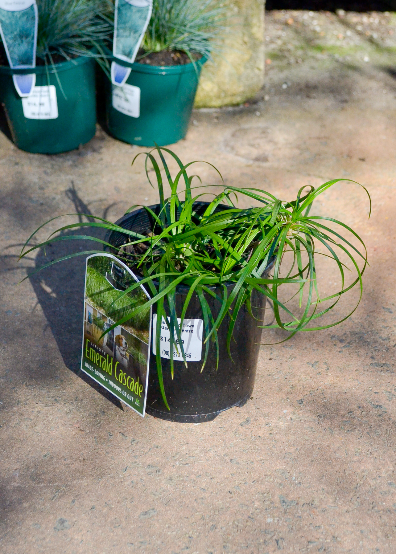 Liriope - Emerald Cascade - Guildford Garden Centre