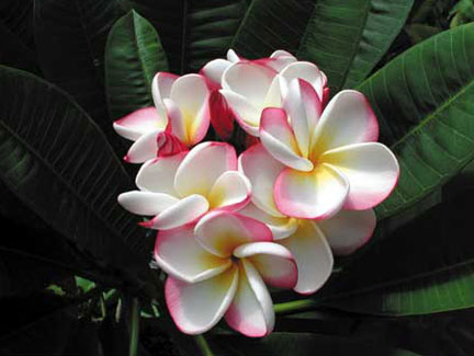 Frangipani - Pink Pansy - Guildford Garden Centre