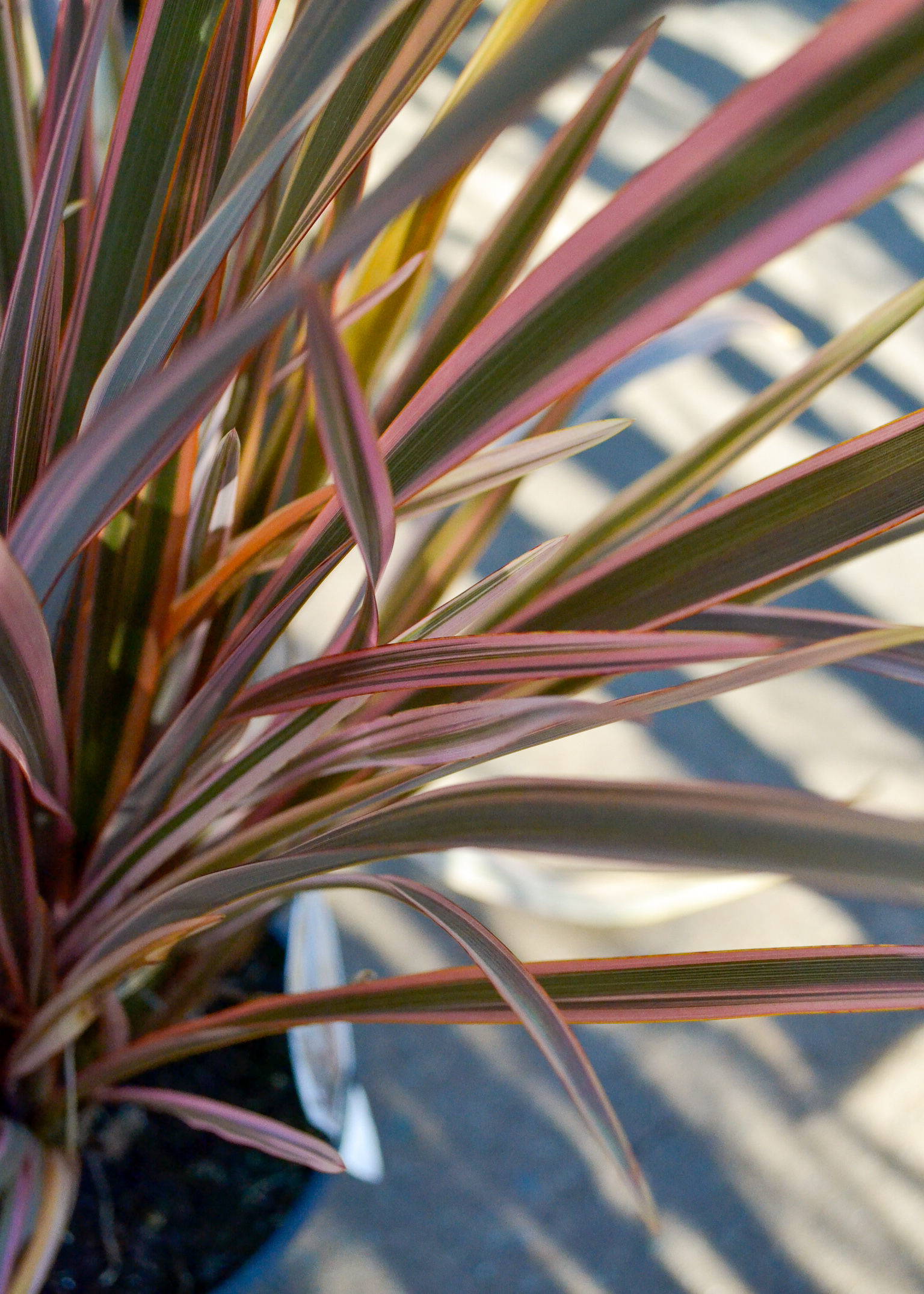 Phormium - Maori Sunset - Guildford Garden Centre