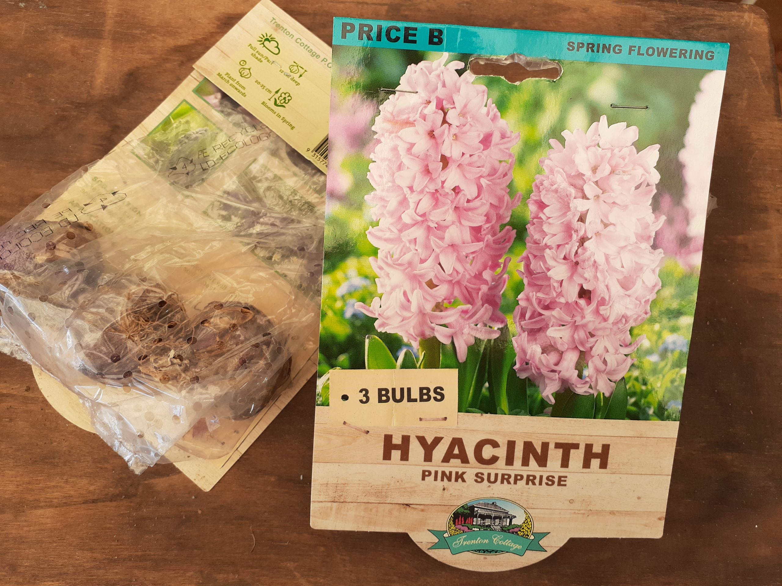 Hyacinth - Pink Surprise - Bulbs - Guildford Garden Centre
