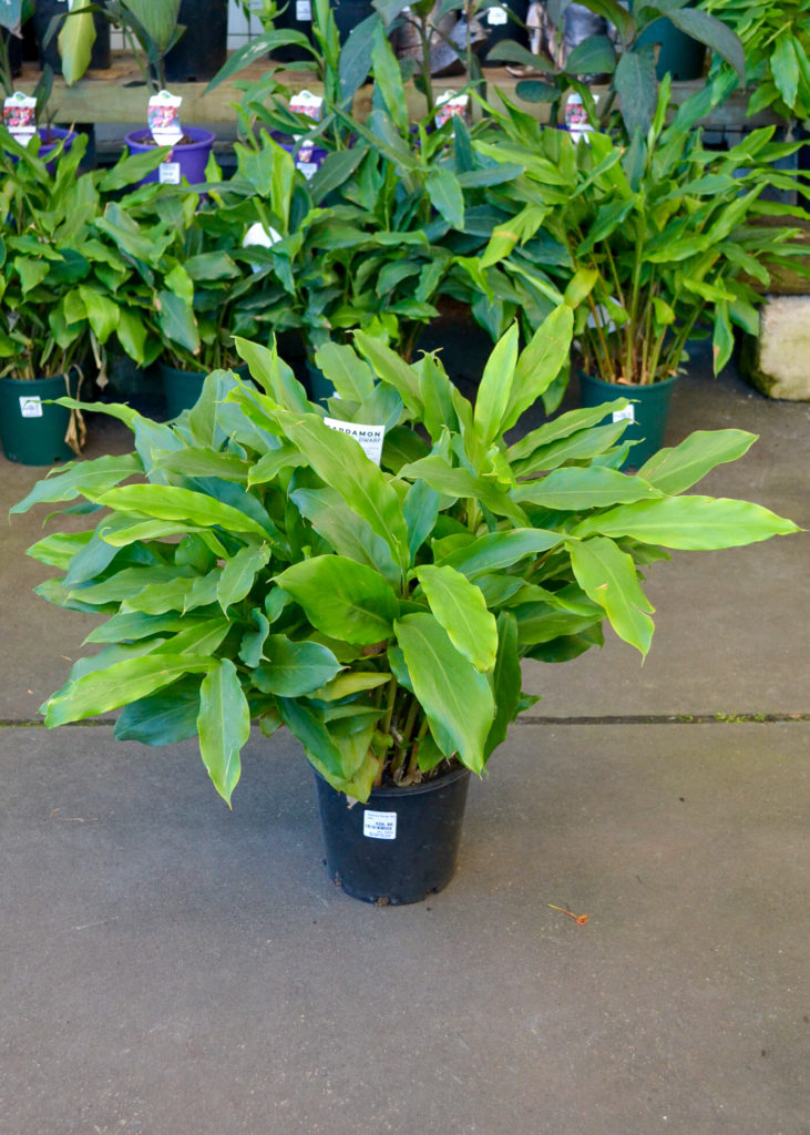 Alpinia - False Cardamom - Dwarf - Guildford Garden Centre