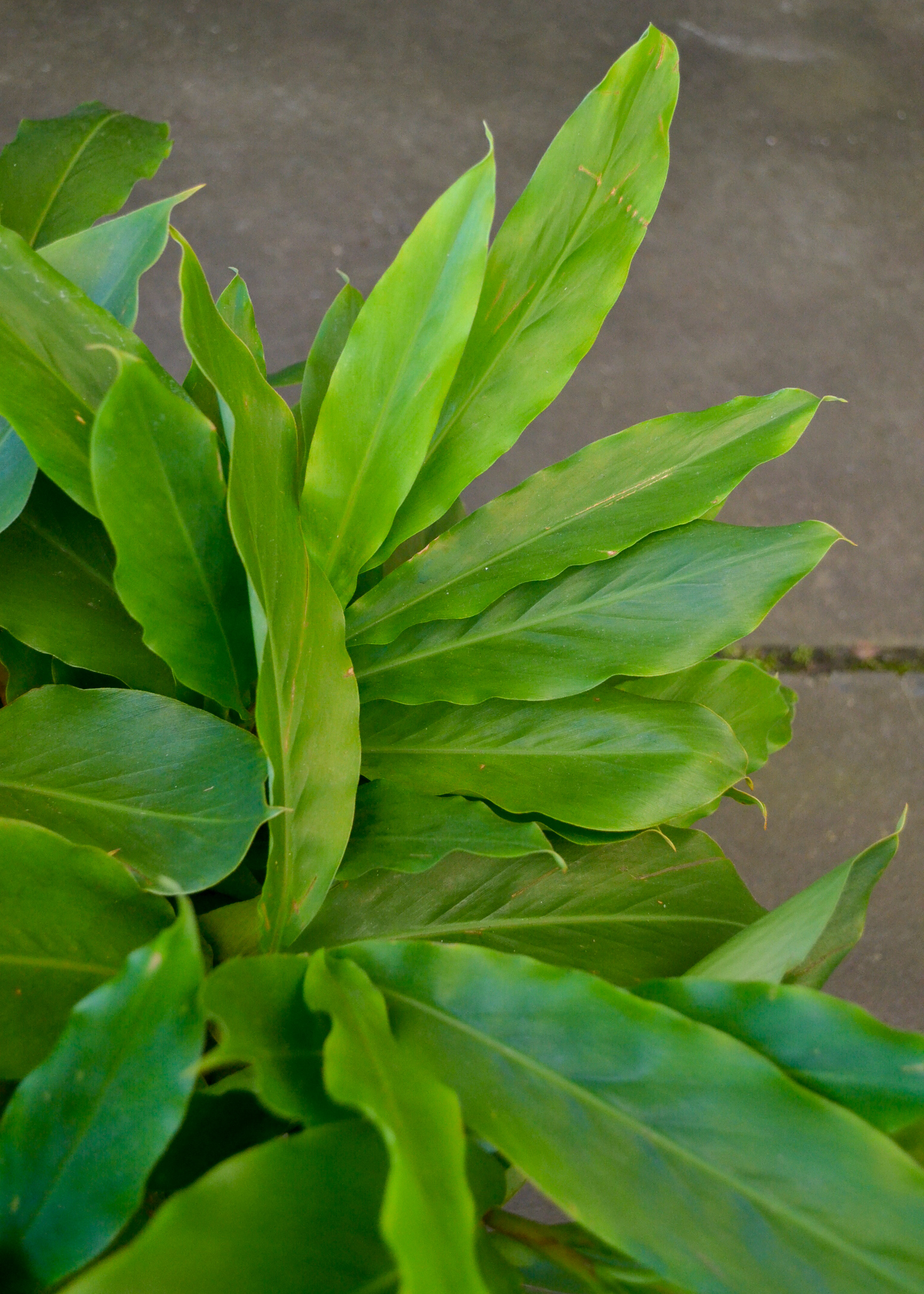 Alpinia - False Cardamom - Dwarf - Guildford Garden Centre