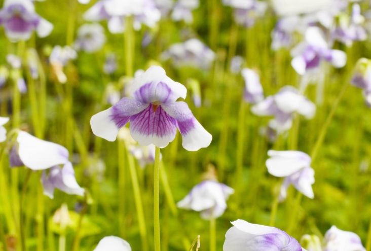 Viola hederacae - Native Violet - Guildford Garden Centre