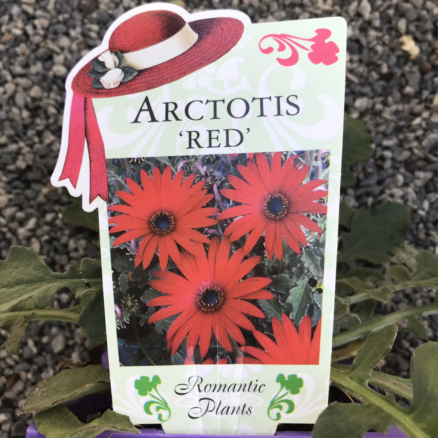 Arctotis - Red - Romantic Plants - Guildford Garden Centre