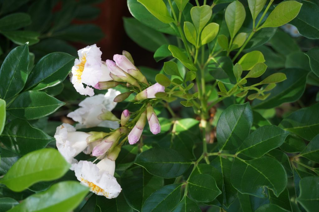 Radermachera - Summerscent - Guildford Garden Centre