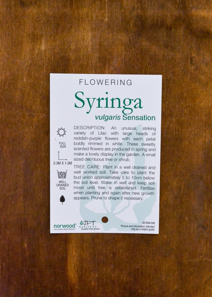 Lilac - Sensation - Guildford Garden Centre