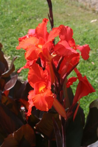 Canna - Red Flowering - Guildford Garden Centre