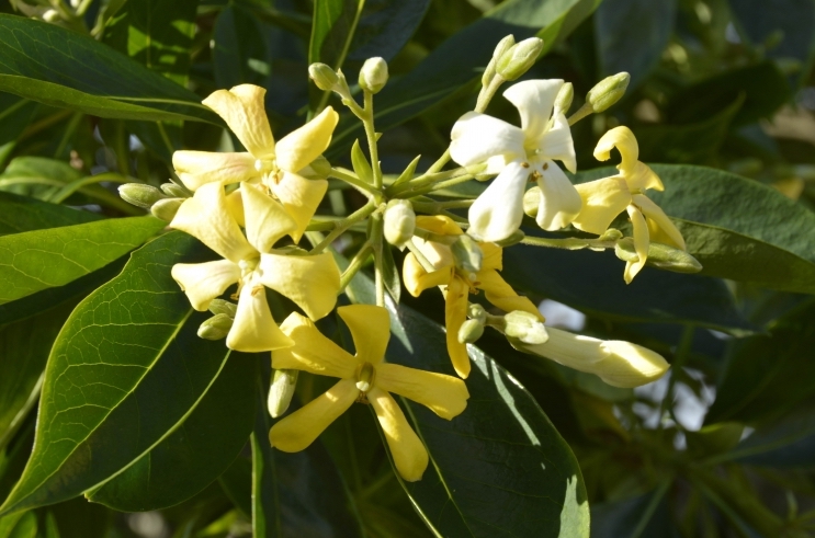 Hymenosporum - Native Frangipani - Guildford Garden Centre