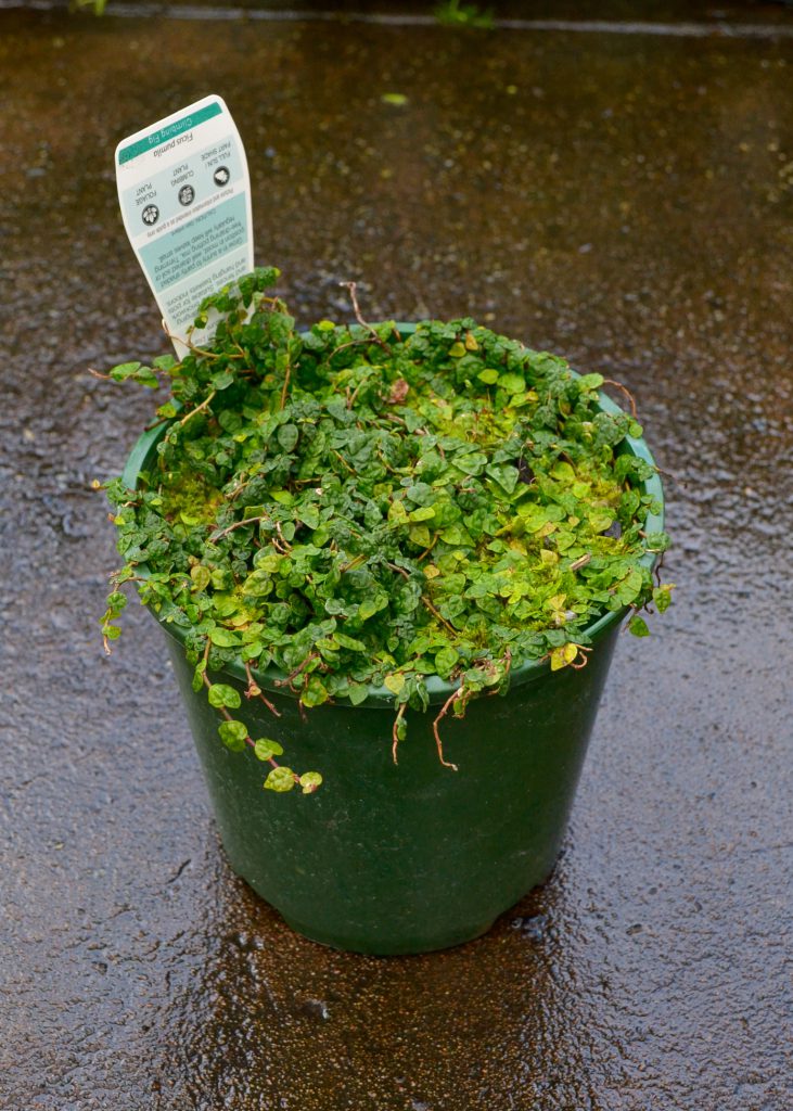 Ficus - Climbing Fig - Minima - Guildford Garden Centre