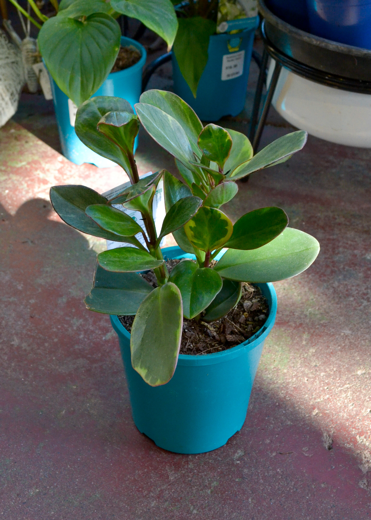 Peperomia - Jelly - Guildford Garden Centre