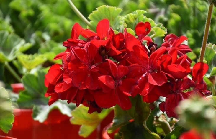Geranium - Big Red - Guildford Garden Centre