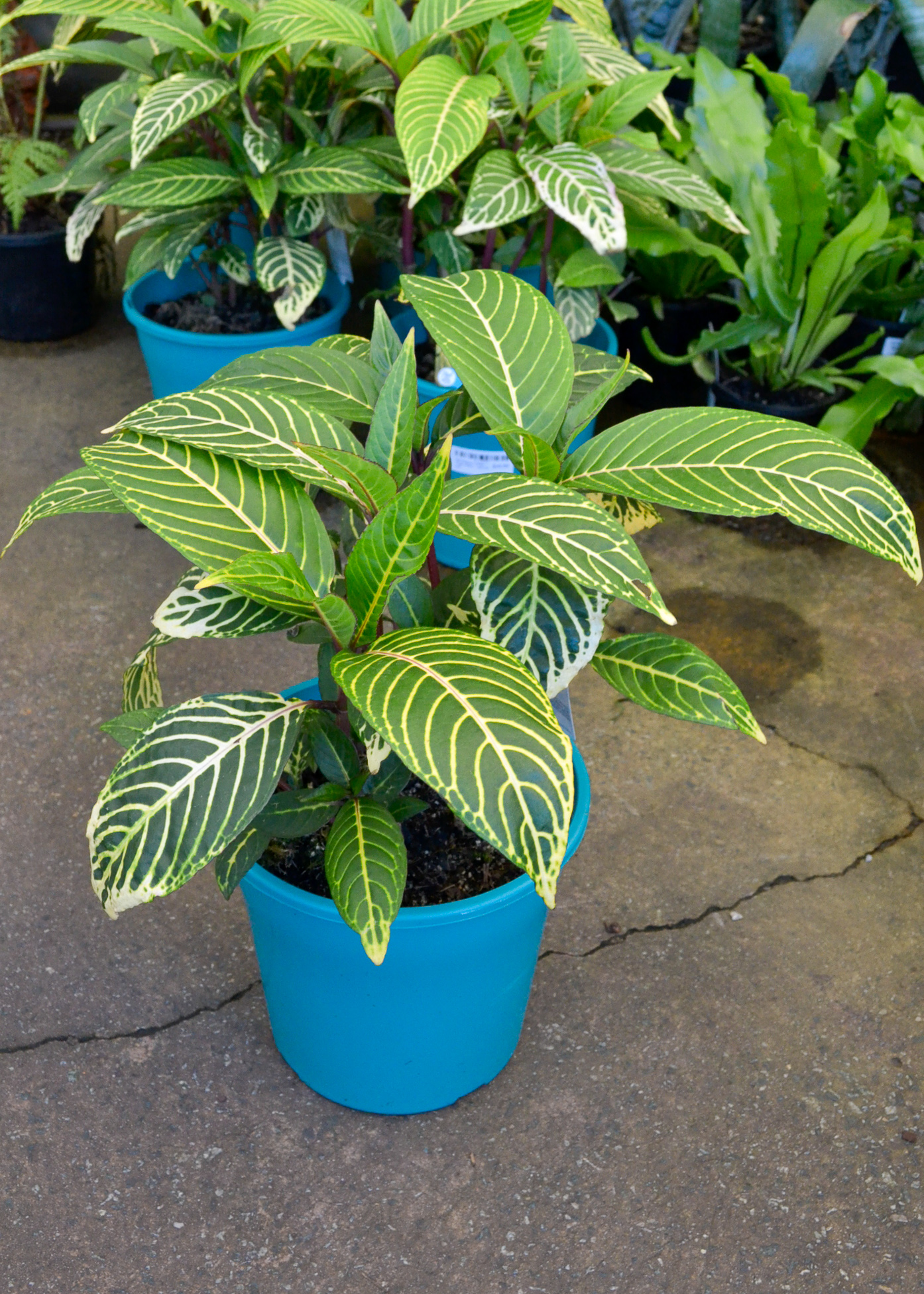Sanchezia nobilis - Tiger Plant - Guildford Garden Centre