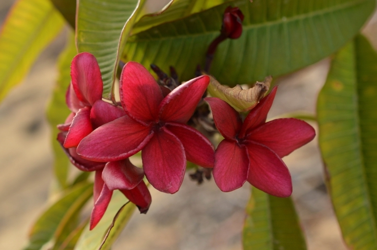 Frangipani - Red - Guildford Garden Centre