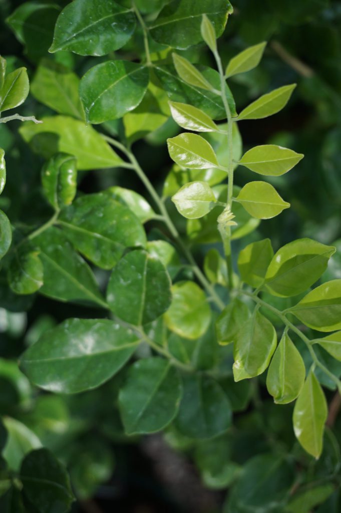 Murraya - Orange Jessamine - Guildford Garden Centre