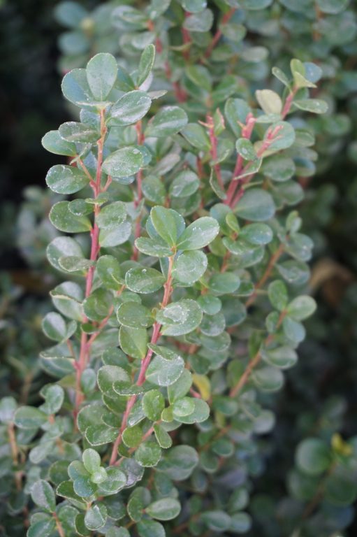 Myrsine - African Boxwood - Guildford Garden Centre