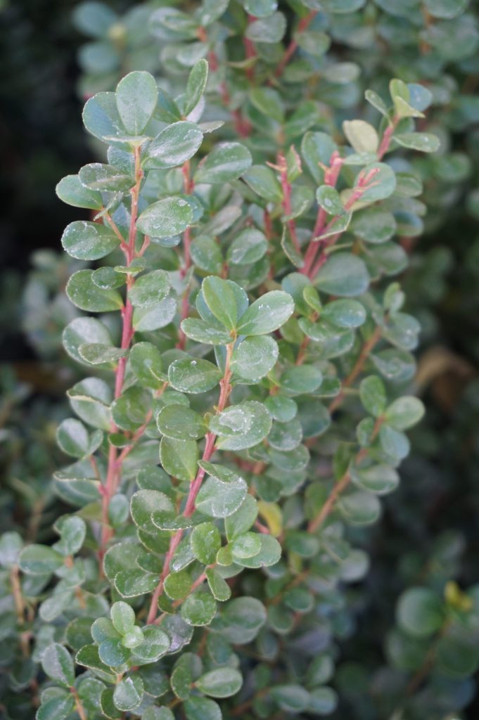 Myrsine - African Boxwood - Guildford Garden Centre