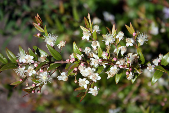 Midyim Berry (Austromyrtus) - Tucker Bush - Guildford Garden Centre