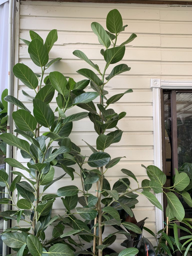 Ficus - Audrey - Guildford Garden Centre