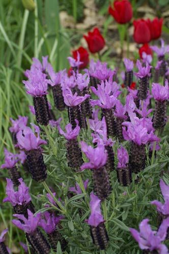 Lavender - Blueberry Ruffles - Guildford Garden Centre