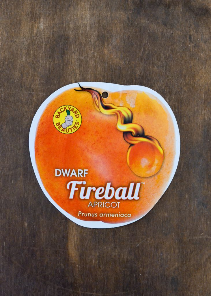 Apricot - Fireball Dwarf - Guildford Garden Centre