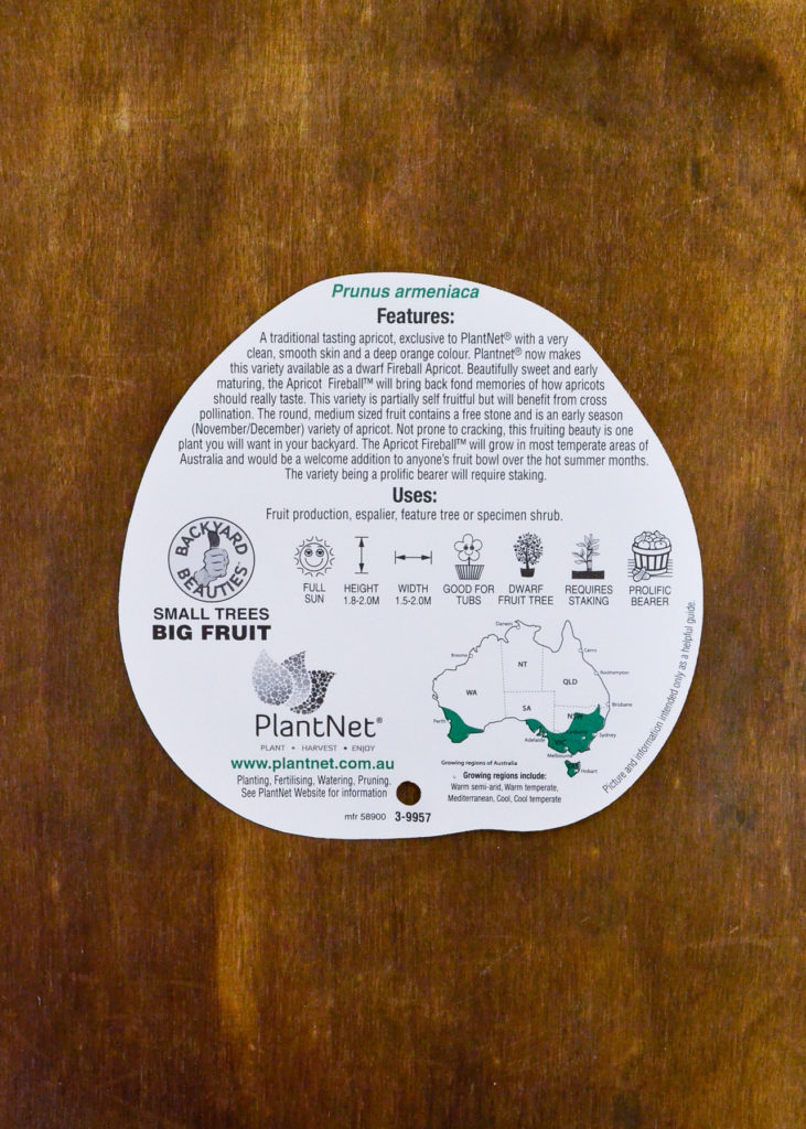 Apricot - Fireball Dwarf - Guildford Garden Centre