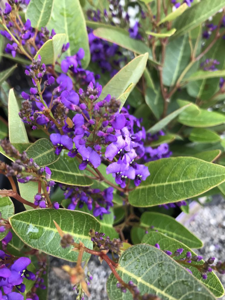 Hardenbergia - Happy Wanderer - Guildford Garden Centre