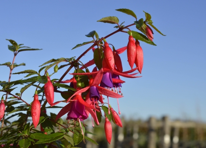 Fuchsia - Guildford Garden Centre