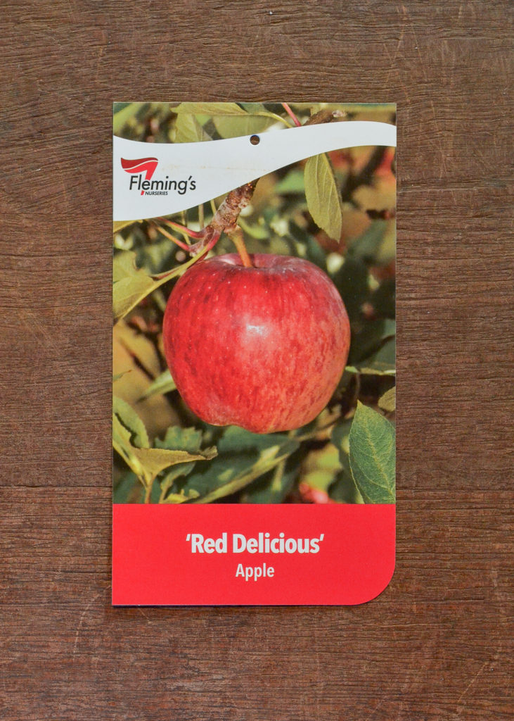 Apple - Red Delicious (Hi Early) - Guildford Garden Centre