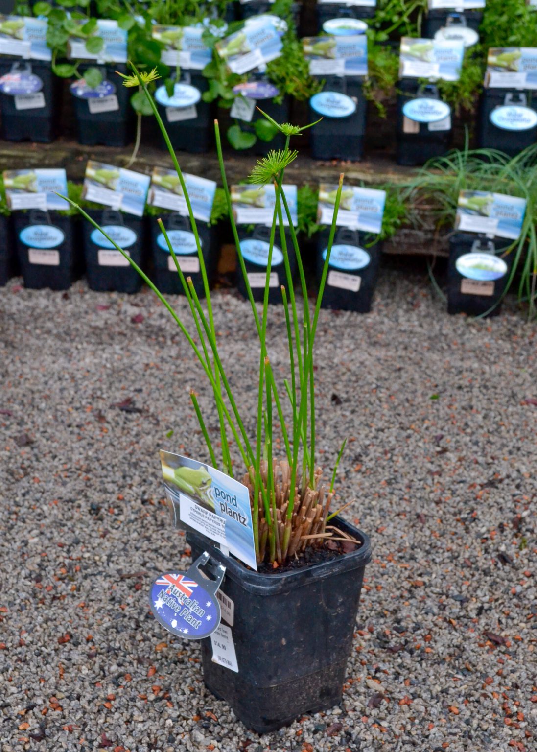 Cyperus - Dwarf Papyrus - Guildford Garden Centre