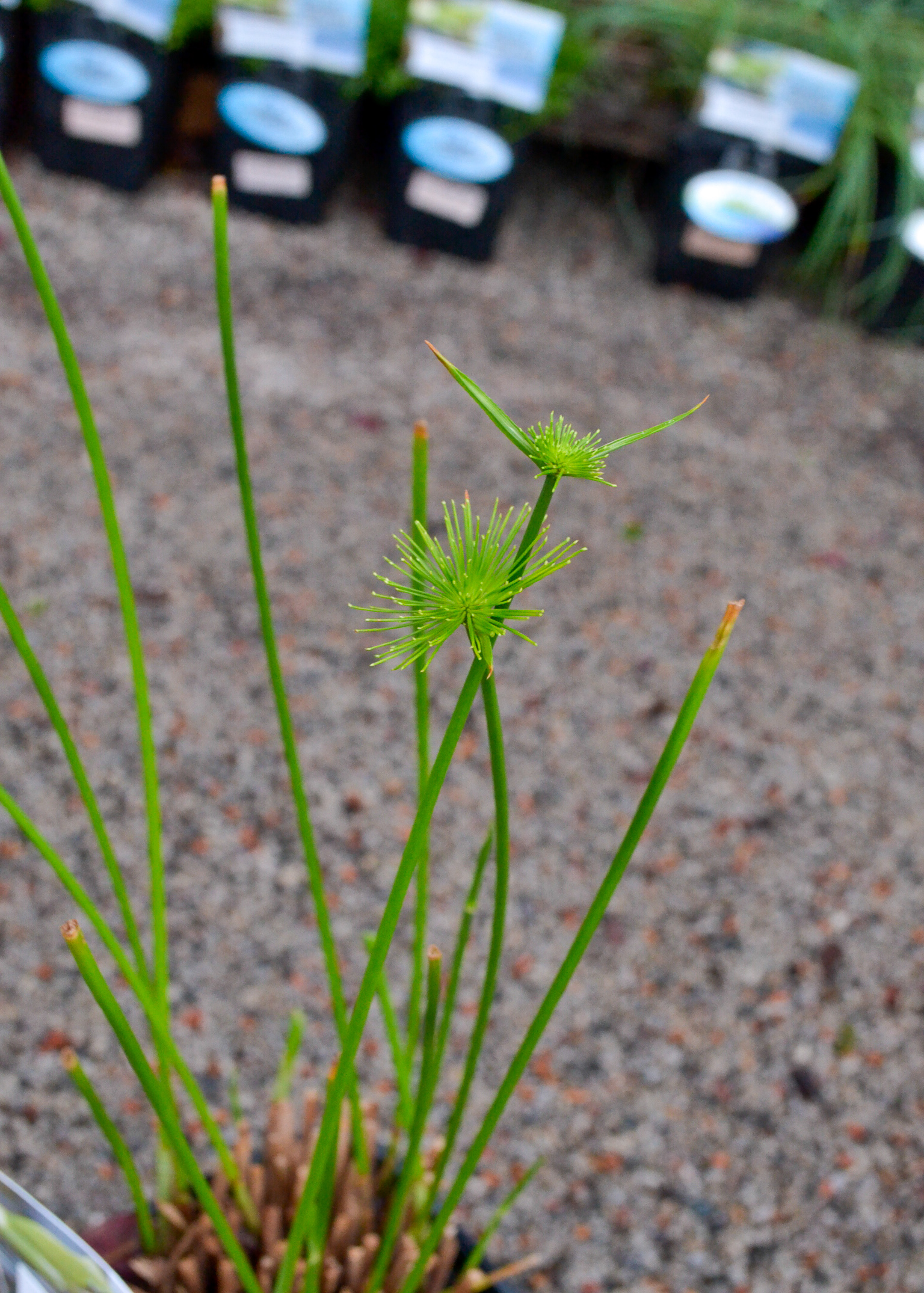 Cyperus - Dwarf Papyrus - Guildford Garden Centre
