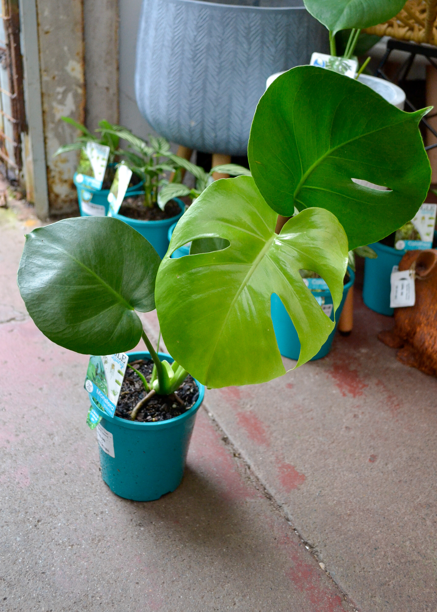 Monstera tauerii - Guildford Garden Centre