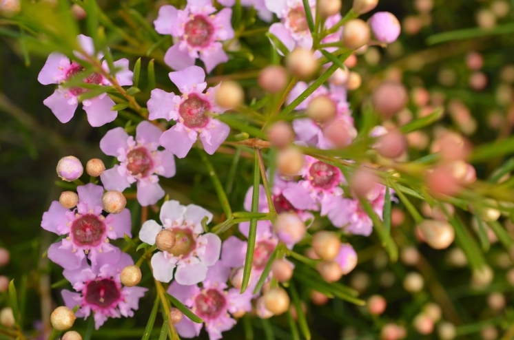 Geraldton Wax - Raspberry Ripple - Guildford Garden Centre