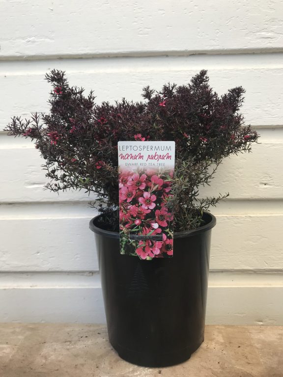 Leptospermum - Dwarf Red Tea Tree - Guildford Garden Centre