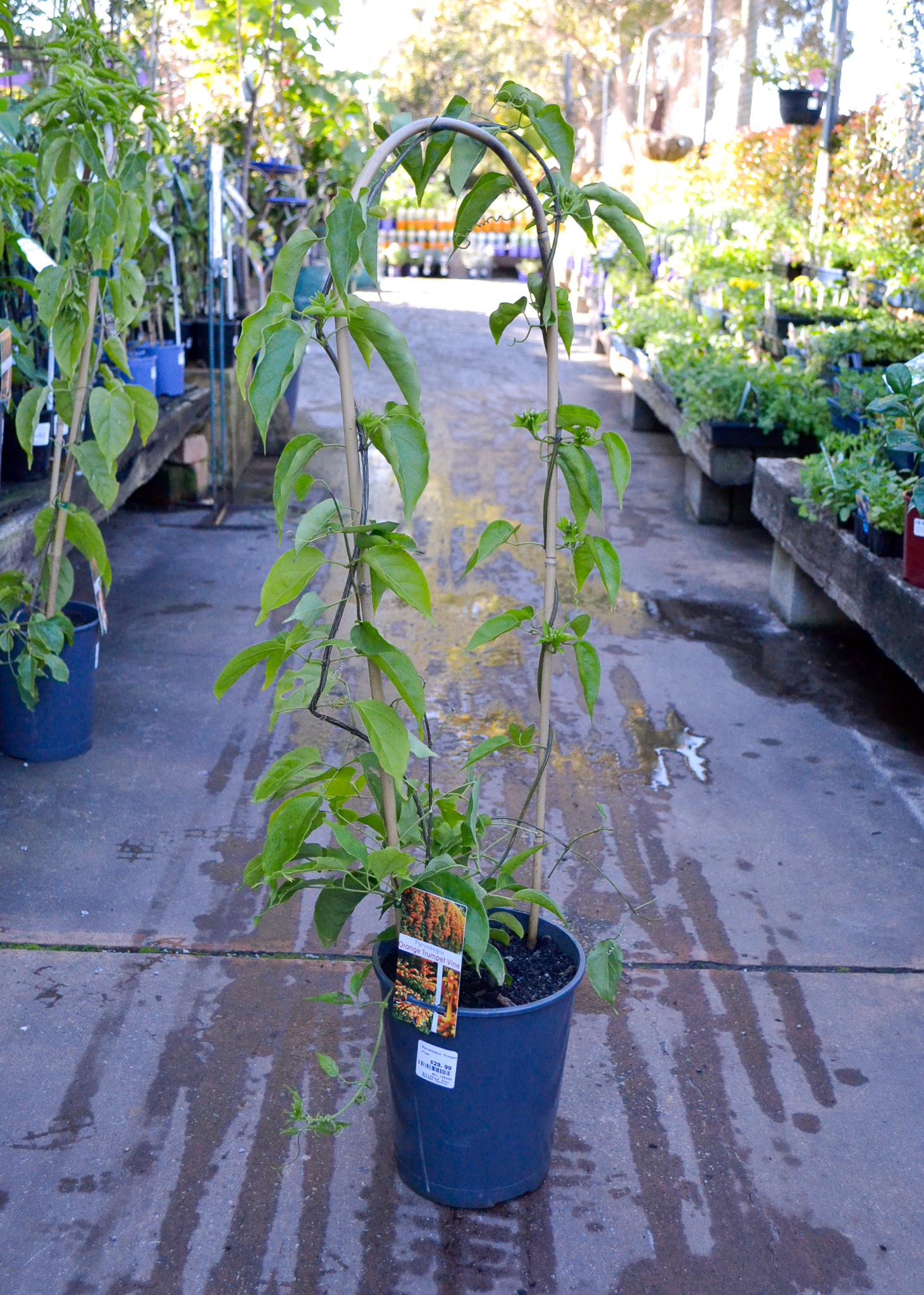 Pyrostegia - Orange Trumpet Vine - Guildford Garden Centre