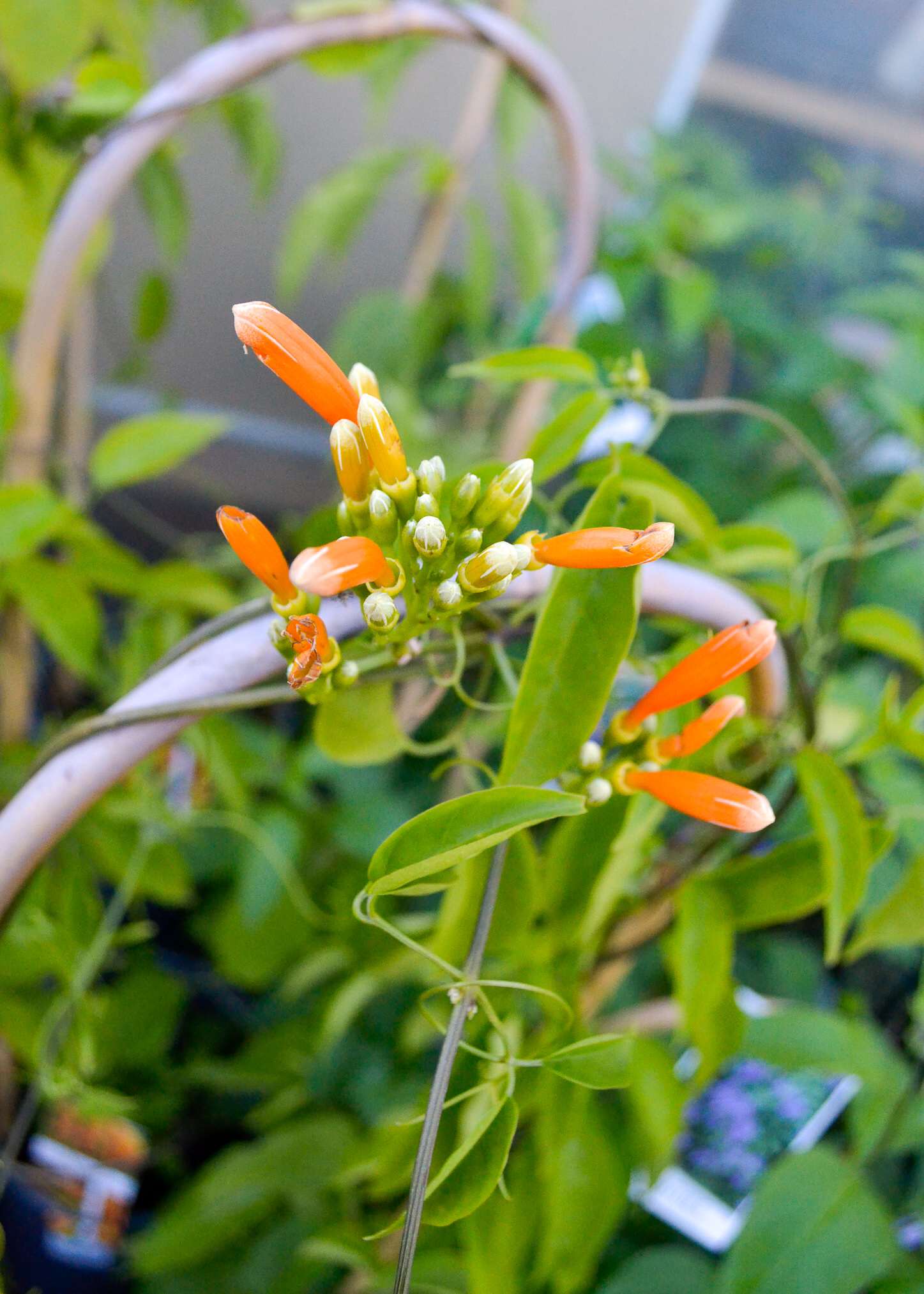 Pyrostegia - Orange Trumpet Vine - Guildford Garden Centre