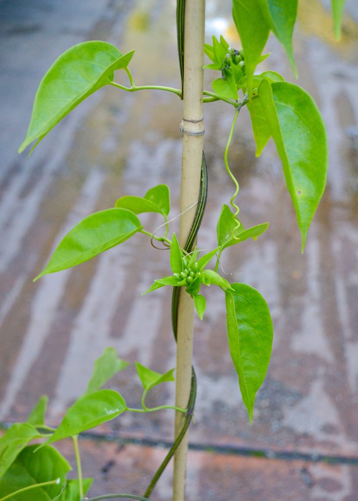 Pyrostegia - Orange Trumpet Vine - Guildford Garden Centre