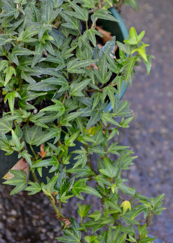 Ivy - Needle Point - Guildford Garden Centre