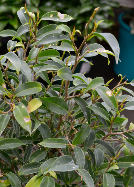 Ficus - Natasha - Guildford Garden Centre
