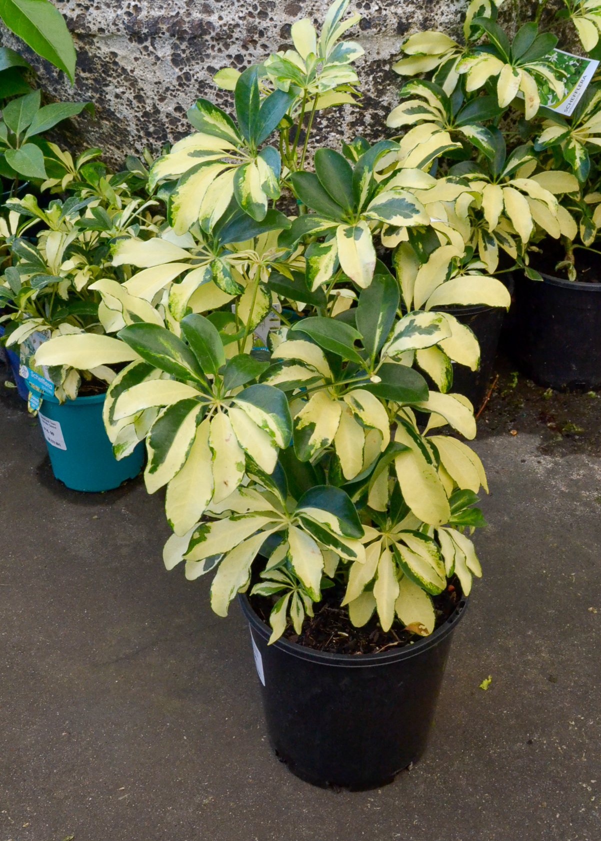 Schefflera - Variegated Umbrella Tree - Guildford Garden Centre