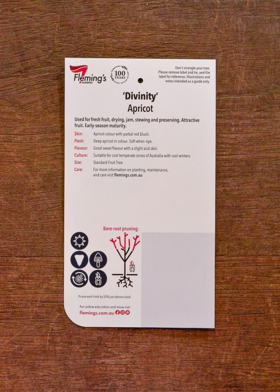 Apricot - Divinity - Guildford Garden Centre