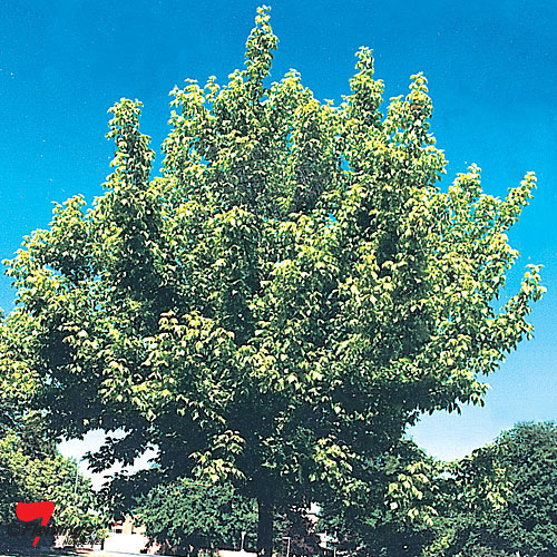 Maple - Box Elder - Guildford Garden Centre