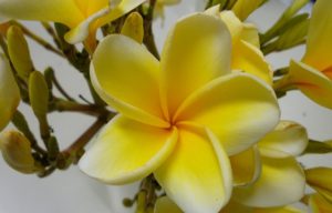 Frangipani - Bali Palace - Guildford Garden Centre