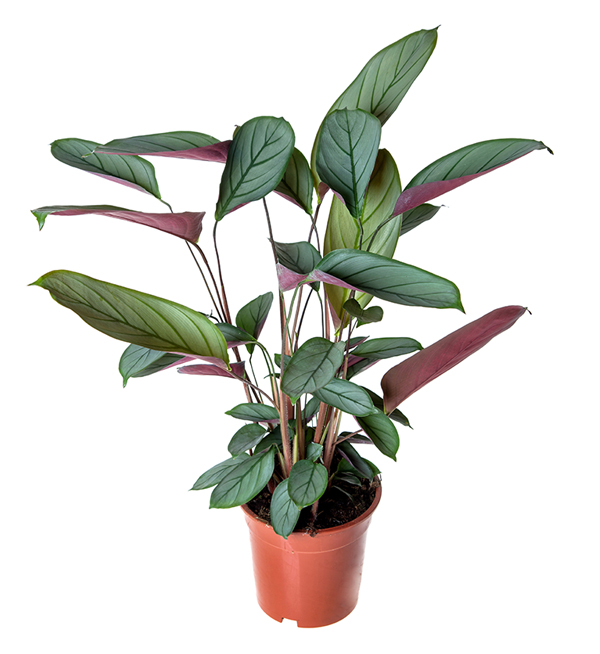 Ctenanthe - Setosa - Guildford Garden Centre