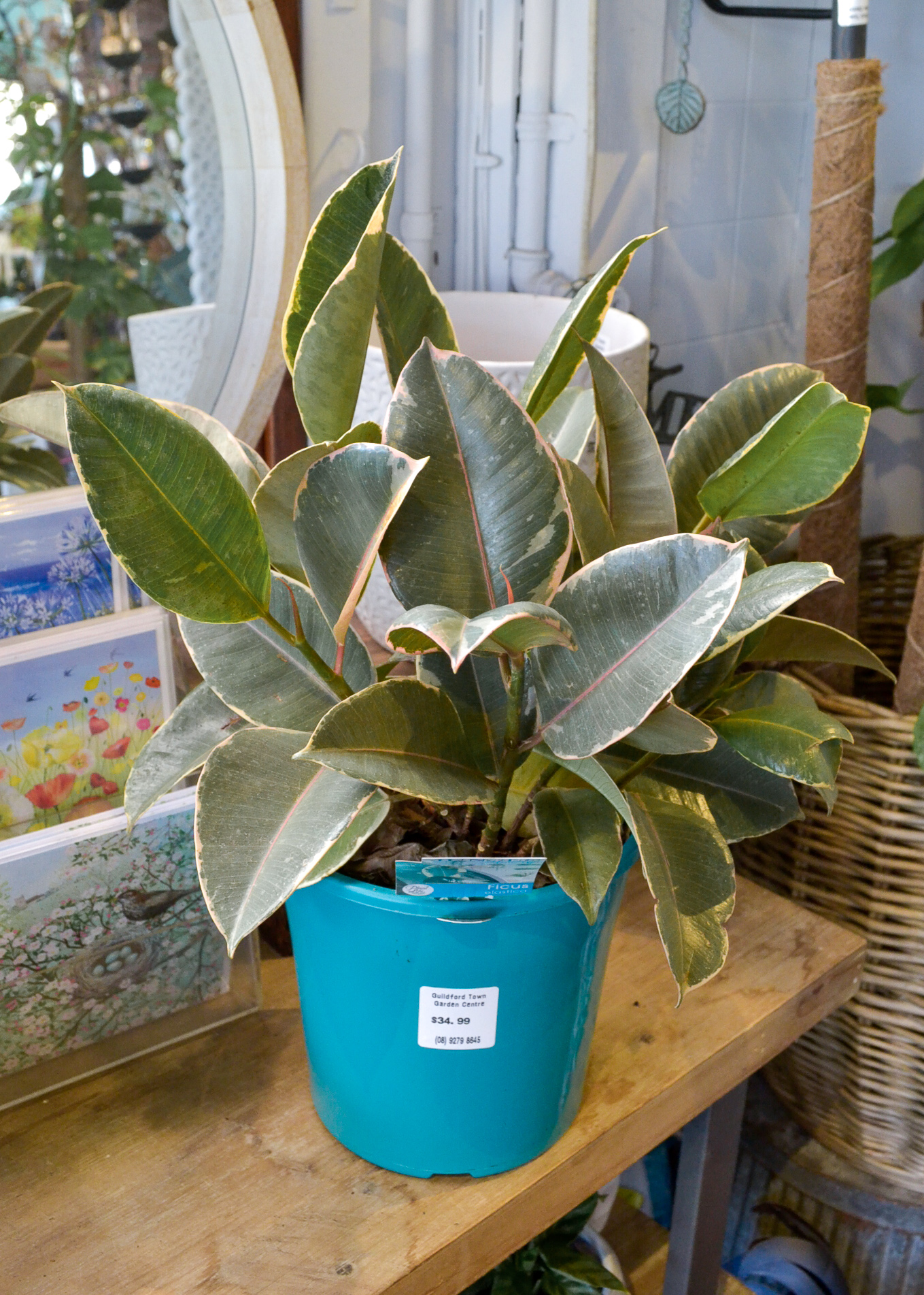 Ficus - Tineke - Guildford Garden Centre