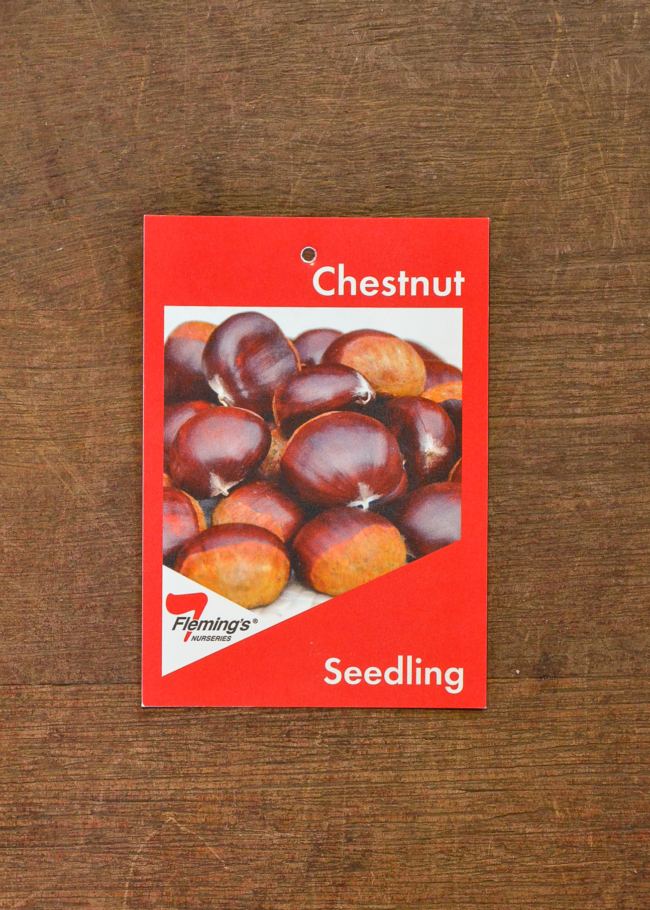 Chestnut - Seedling - Guildford Garden Centre