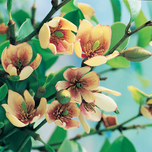 Michelia - Coco - Guildford Garden Centre