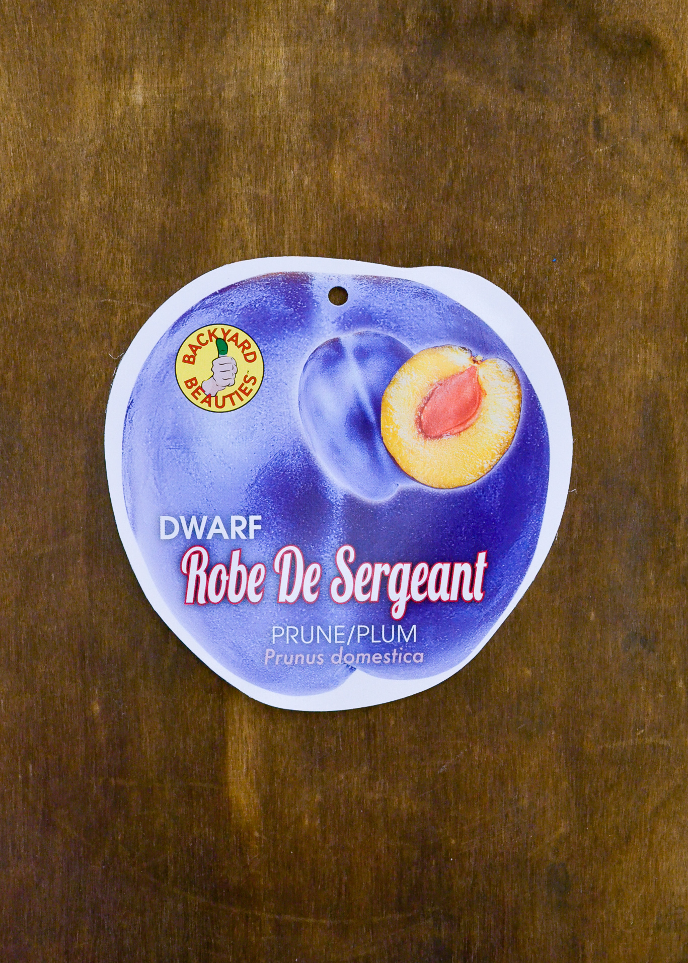 Plum - Robe de Sergeant (Prune) Dwarf - Guildford Garden Centre