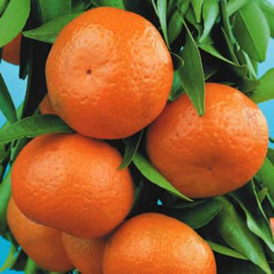 Mandarin - Okitsu Satsuma - Guildford Garden Centre