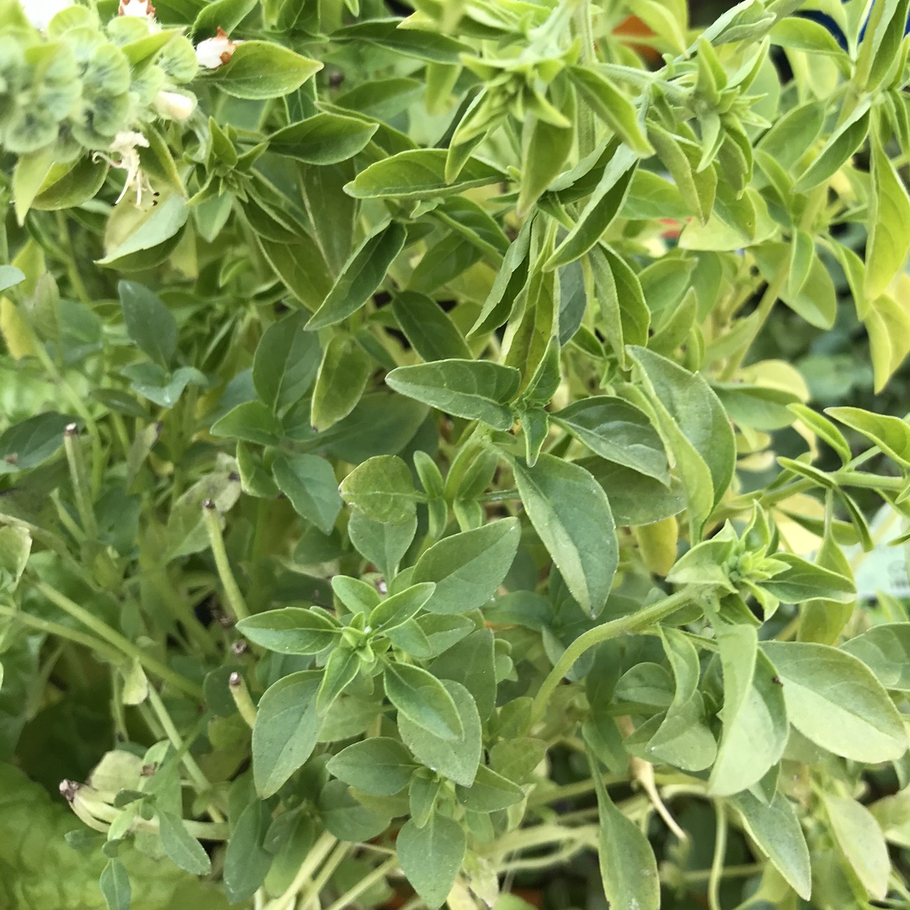 Basil - Bush - Renaissance Herbs - Guildford Garden Centre