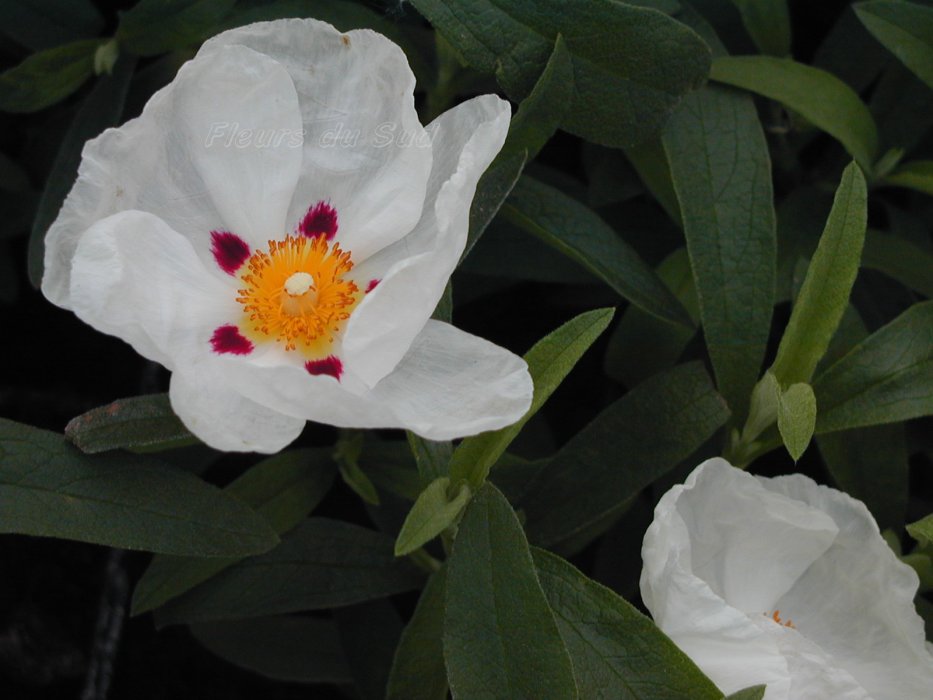 Cistus - Alan Fradd - Guildford Garden Centre